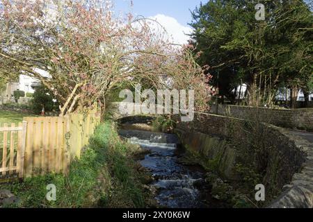 Cherry Tree flowering above the Artle Beck at Brookhouse Caton near ...