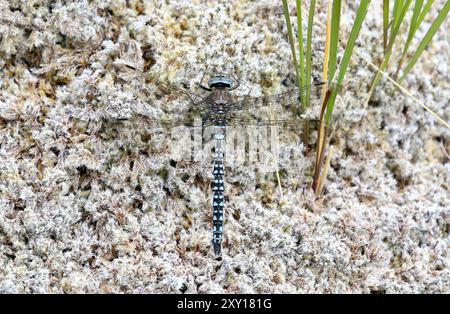 Azure Hawker Dragonfly male - Aeshna caerulea, Beinn Eighe, Scotland ...