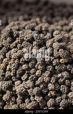 Wild Assam Pepper, Piper Mullesua Stock Photo - Alamy