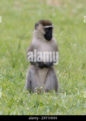 Green vervet monkey (Chlorocebus sabaeus) sitting on grass, mouth open ...