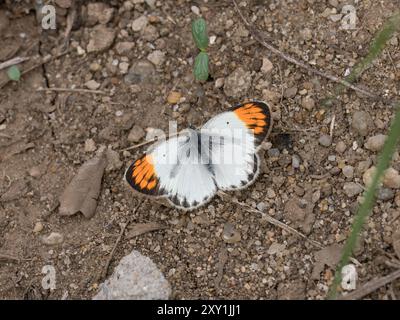 Common Orange Tip (Colotis evenina Stock Photo - Alamy