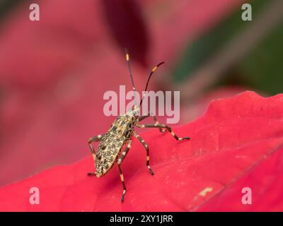 Shield Bug (Hemiptera sp.) on red leaf, Queen Elizabeth National Park ...