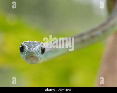 Hughes' Green Snake (Philothamnus hughesi) Mityana Forest, Uganda Stock ...