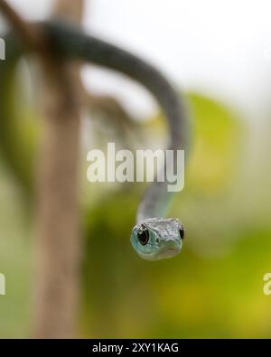 Hughes' Green Snake (Philothamnus hughesi) in tree in Mityana Forest ...
