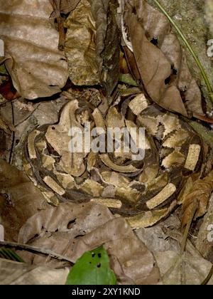 Gaboon viper (Bitis gabonica), Mabira forest, Uganda - relocated animal ...
