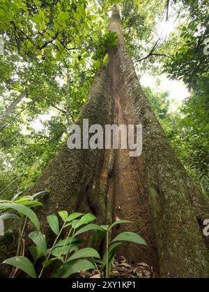 Large Tree with Buttress Roots, Mabira Forest, Uganda Stock Photo - Alamy
