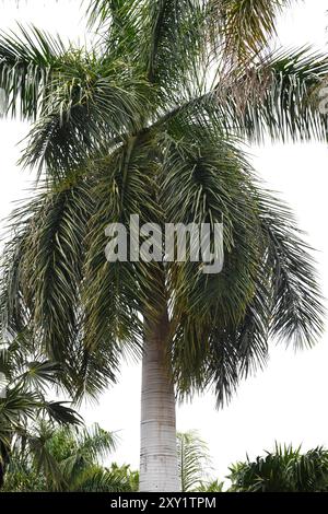 Royal palm (Roystonea regia) is a palm native to Caribbean, Mexico and Florida Stock Photo - Alamy