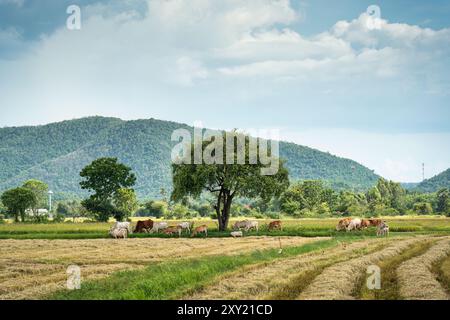 The cow under a lonely tree in fields of California Stock Photo - Alamy