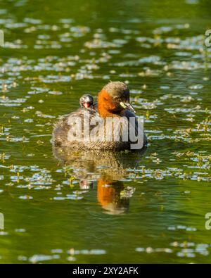 A little grebe (Tachybaptus ruficollis) and a chick swimming in a pond ...