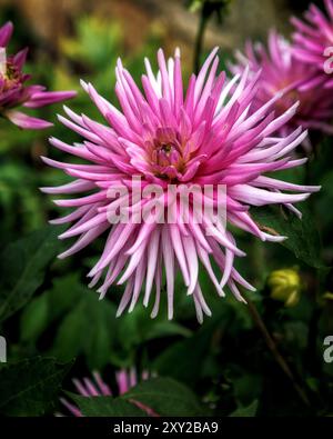 Beautiful pink dahlia in garden. A picture of the beautiful pink dahlia ...