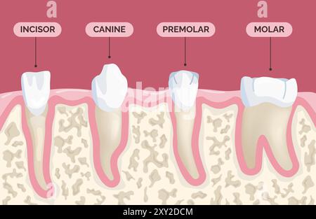 Tooth anatomy. Dental structure. Educational medical illustration Stock ...