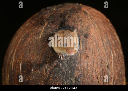 adult harvest mouse micromys minutes sorcinus Stock Photo - Alamy