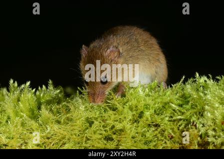 adult harvest mouse micromys minutes sorcinus Stock Photo - Alamy