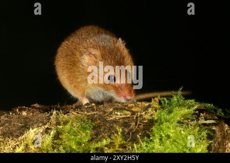 adult harvest mouse micromys minutes sorcinus Stock Photo - Alamy