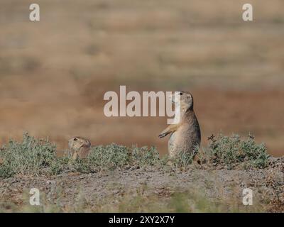 Two alert black-tailed prairie dogs near their burrow with one standing ...
