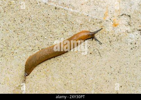 Spanish Slug, Arion vulgaris, single adult sliding over rocky surface ...
