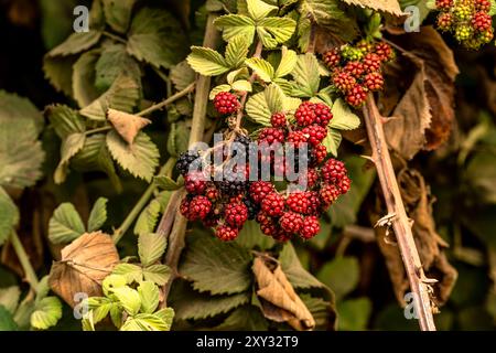Rubus ulmifolius subsp. sanctus, commonly called holy bramble Stock ...