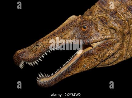 Suchomimus, a Spinosaur dinosaur of the Early Cretaceous Period from ...