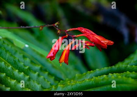 Flora in southern Chile, near Puerto Varas and Frutillar Stock Photo ...