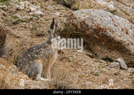 A woolly hare siting alert with its ears up next to a rock at high ...