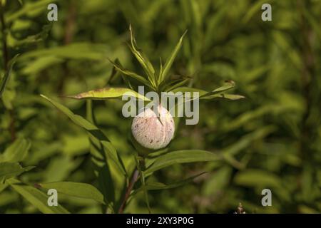 The goldenrod gall fly, also known as the goldenrod ball gallmaker, is ...