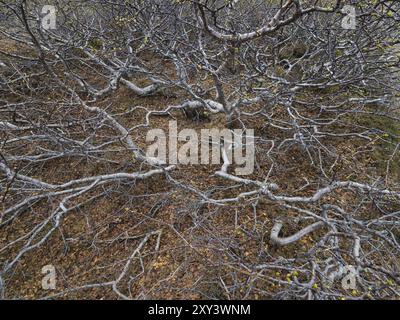 Dwarf Birch (Betula Nana), ancient old, gnarled trees growing on the ...