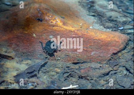 Giant Water Bug (Abedus herberti Stock Photo - Alamy