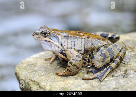 agile frog (Rana dalmatina) female during the breeding season on ...