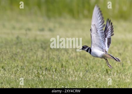 The killdeer (Charadrius vociferus) in flight Stock Photo - Alamy