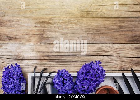 Gardening hobby concept. Hyacinth flower blossom, small garden ...