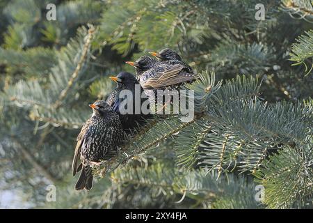 winter feeding, common starling, feeding Stock Photo - Alamy