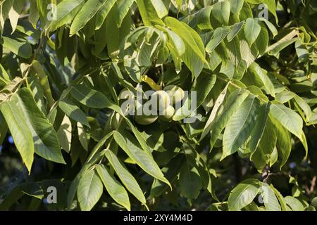 The unripe nuts eastern American black walnut (Juglans) is native to ...