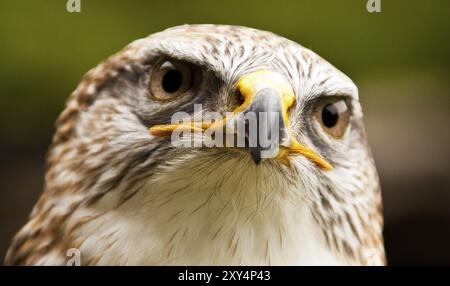 Royal Rough-legged Hawk Stock Photo - Alamy