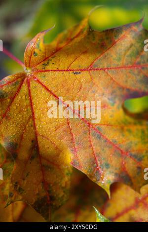 Autumn picture with discoloured maple leaves Stock Photo - Alamy