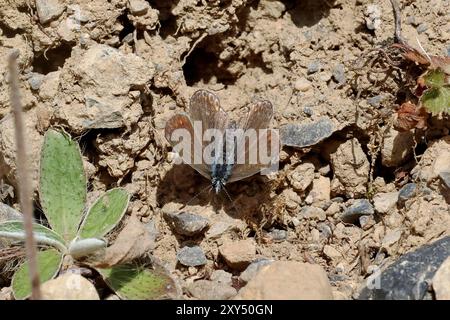 Small Wildlife at Nosterfield Nature Reserve, North Yorkshire Stock ...