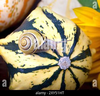 Autumn picture with snails on ornamental Stock Photo - Alamy