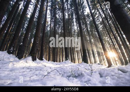 Sunset in the wood in the winter period: Sunbeam and shadows Stock ...