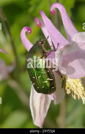 Shiny golden rose beetle Stock Photo - Alamy