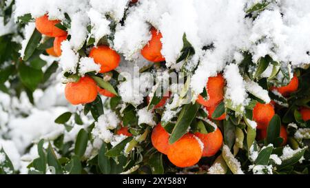 Mature clementine fruit tree covered with fresh, powdery snow following ...