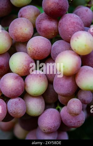 Commercially grown ripe, robust bunches of red globe grapes hang from ...
