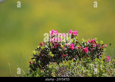 Alp, the Alps, alpine rose, alpine roses, mountain, mountains, Bern ...