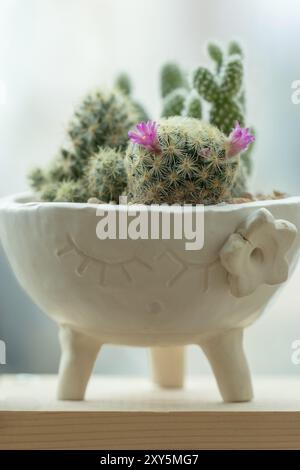 baby cactus in Lovely potted on wooden background Stock Photo - Alamy
