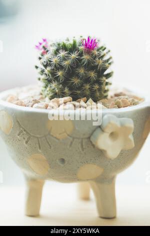 baby cactus in Lovely potted on wooden background Stock Photo - Alamy