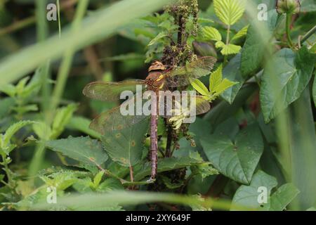 Brown Hawker or Amber-winged Hawker Dragonfly female ovipositing ...