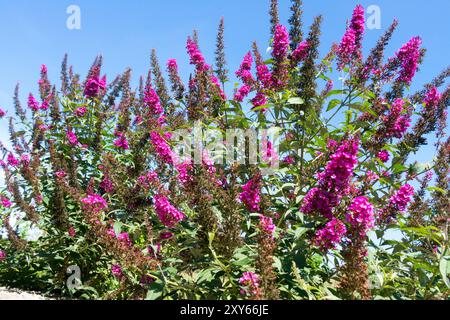 Buddleja davidii "Buzz Hot Raspberry" Buddleia Garden Plant Shrub ...