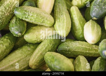 Cucumber background Cucumber harvest. many cucumbers. cucumbers from ...
