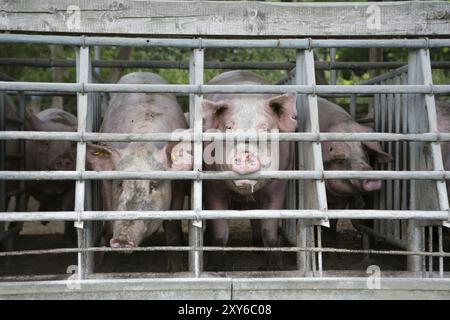 Domestic pigs in the quarantine barn Stock Photo - Alamy