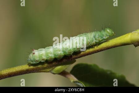 Camel toothed moth, caterpillar, Ptilodon capucina, coxcomb prominent ...