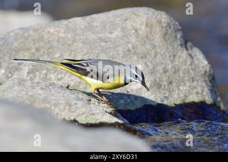 Grey wagtail in spring. Grey wagtail looking for food Stock Photo - Alamy