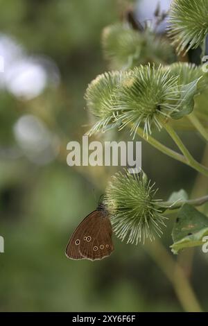 The butterfly is also called a chimney sweep Stock Photo - Alamy